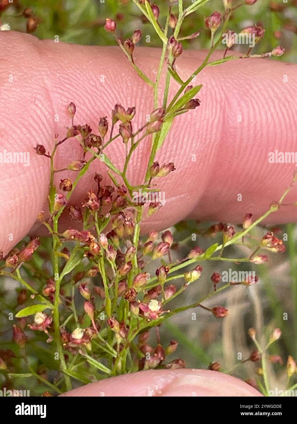 Illinois Pinweed (Lechea racemulosa Stock Photo - Alamy