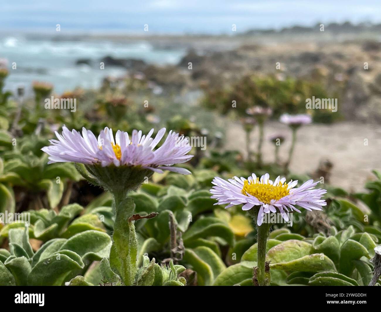 seaside daisy (Erigeron glaucus Stock Photo - Alamy