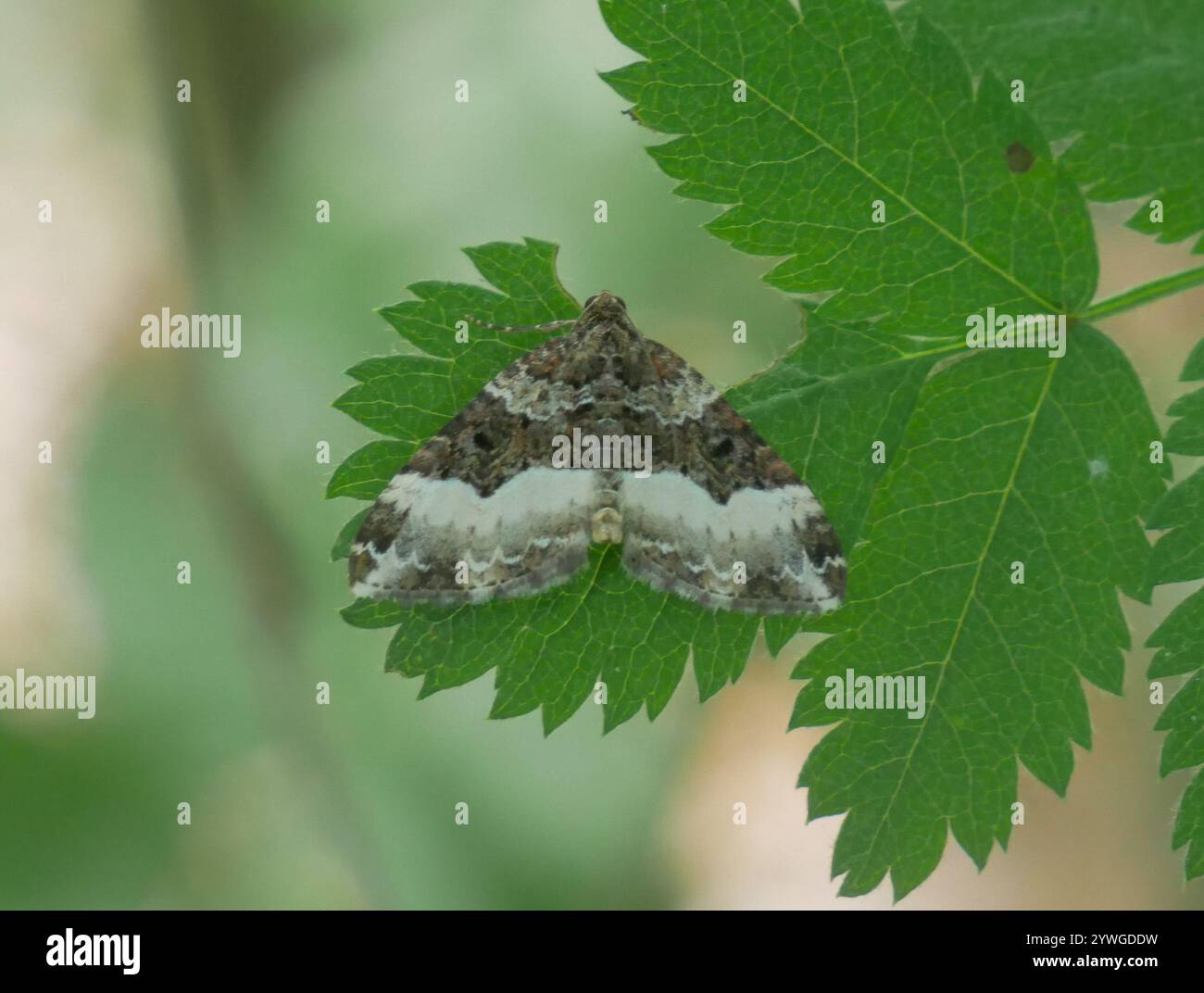 Sharp-angled Carpet (Euphyia unangulata Stock Photo - Alamy