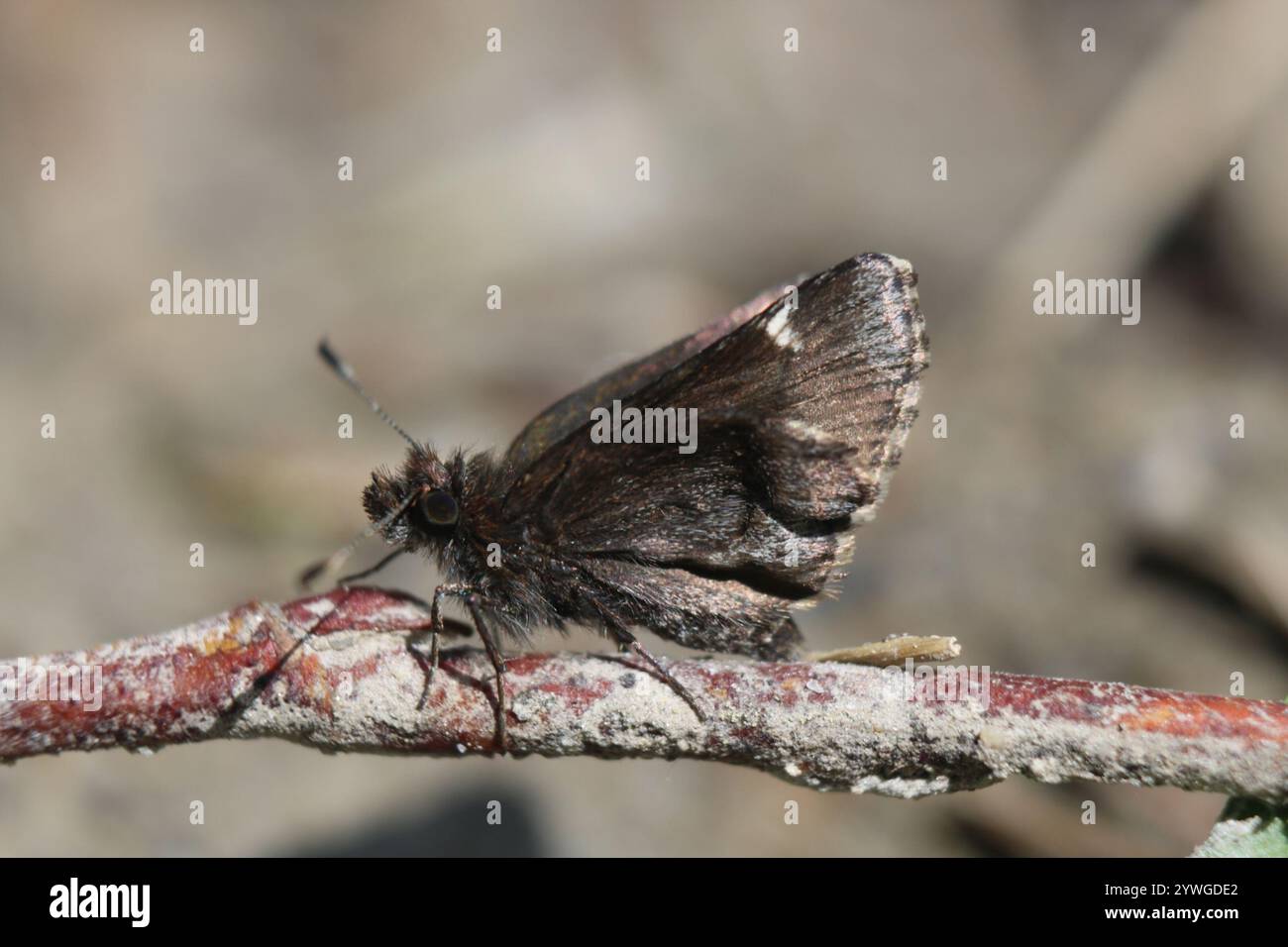 Common Roadside-Skipper (Amblyscirtes vialis Stock Photo - Alamy