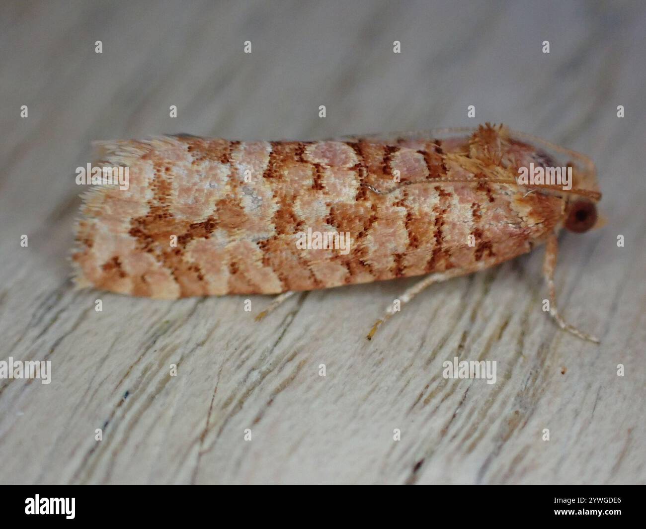 Orange Pine Tortrix (Lozotaeniodes formosana Stock Photo - Alamy