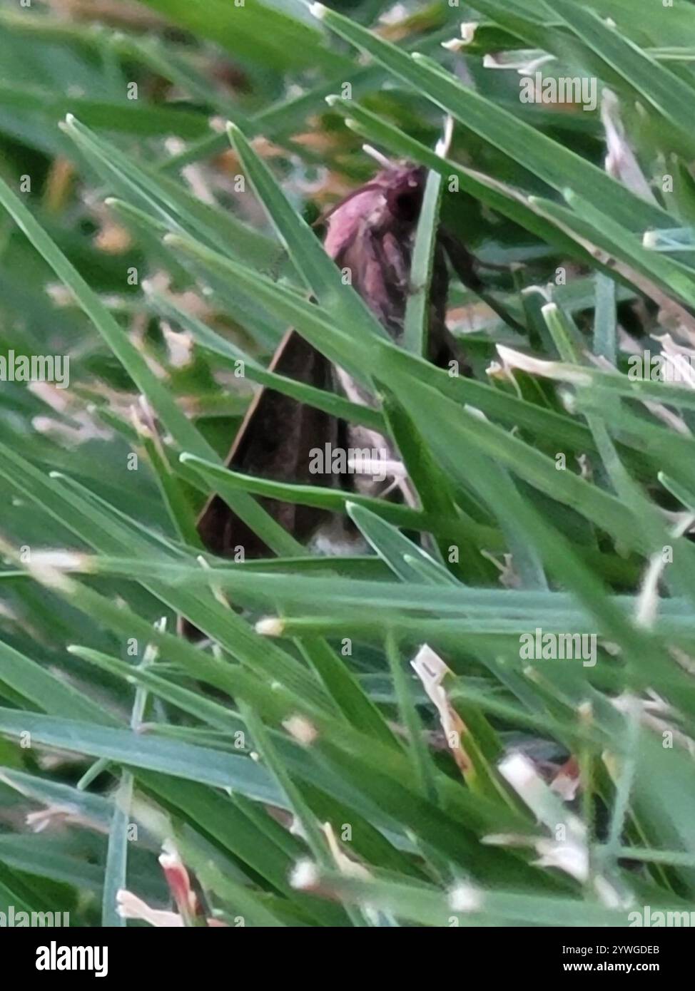 Wedgling Moth (Galgula partita Stock Photo - Alamy