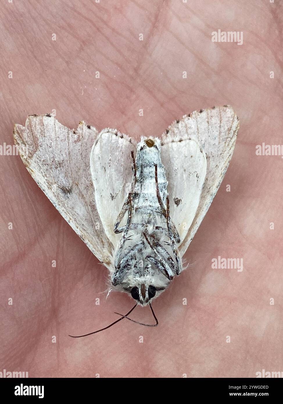 The Miller (Acronicta leporina Stock Photo - Alamy