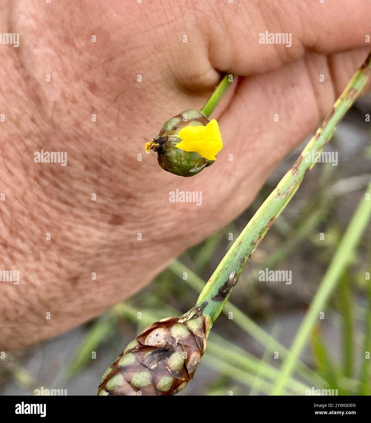 Richard's Yellow-eyed Grass (Xyris jupicai Stock Photo - Alamy