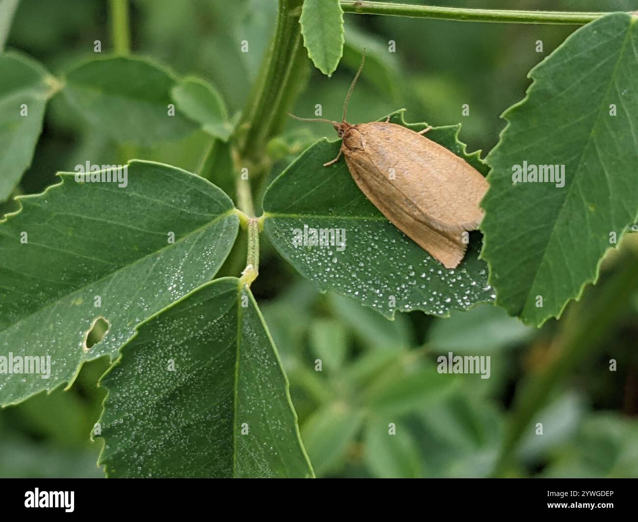 Aphelia viburnana hi-res stock photography and images - Alamy
