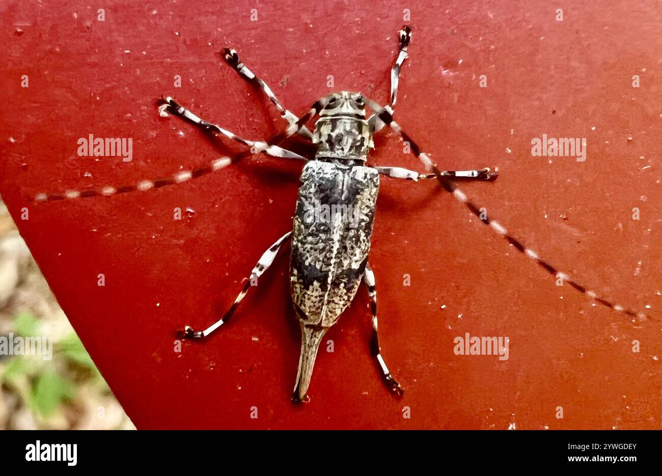 Salt-and-pepper Long-horned Beetle (Graphisurus despectus Stock Photo ...