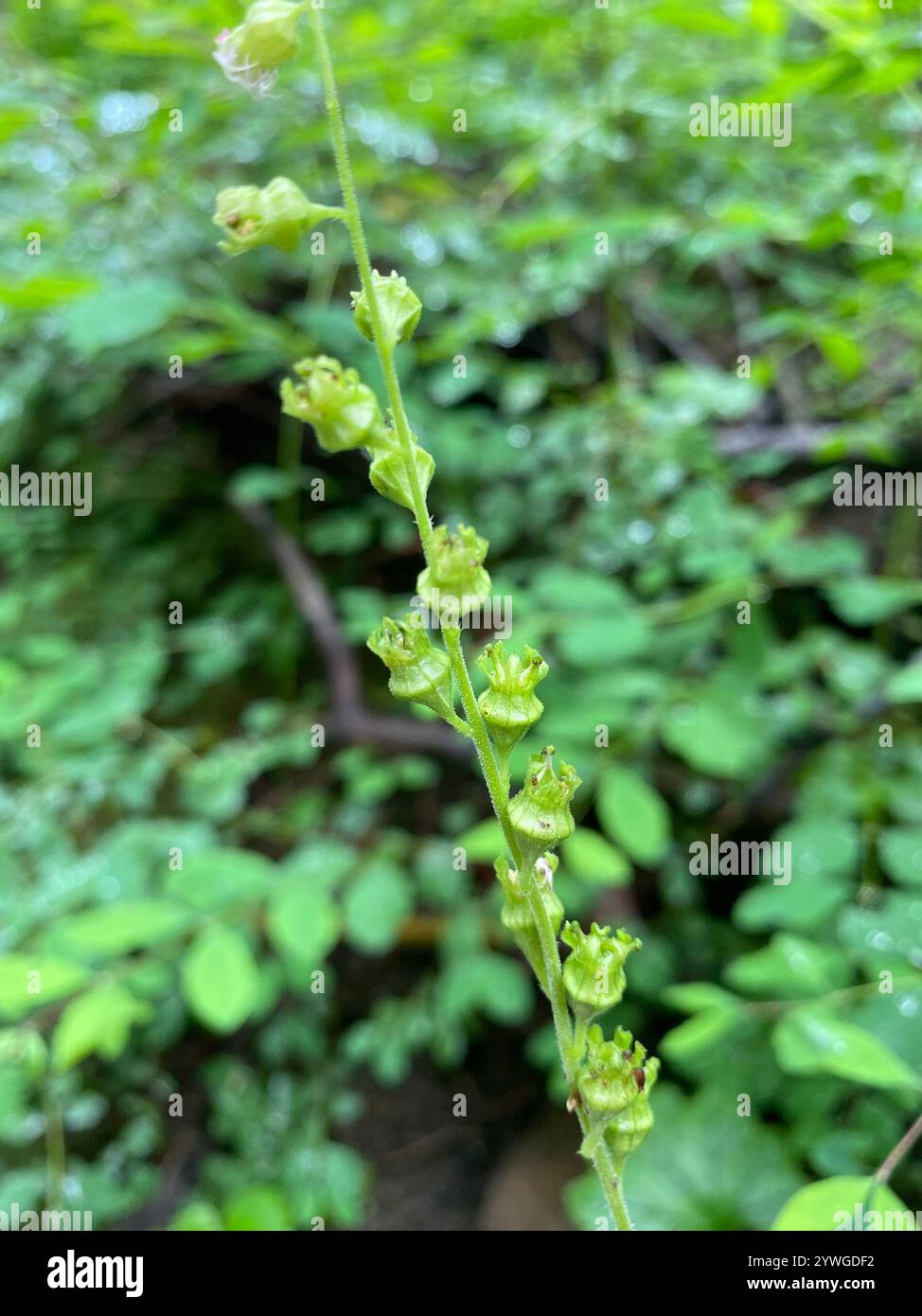 fringe cups (Tellima grandiflora Stock Photo - Alamy