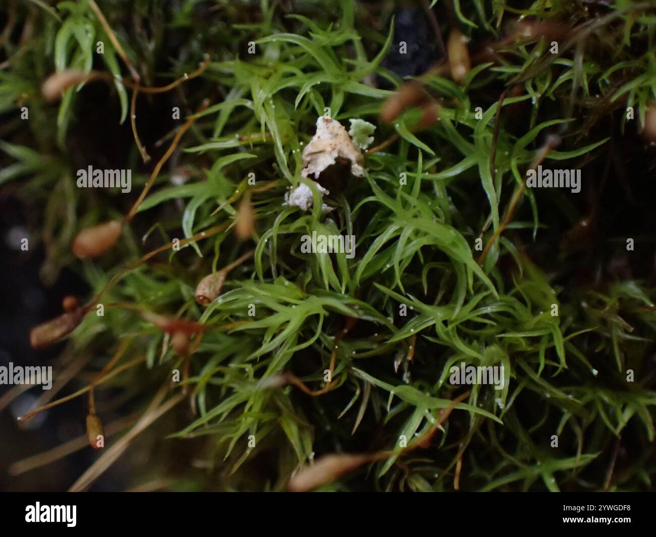 Silky Forklet-moss (Dicranella heteromalla Stock Photo - Alamy