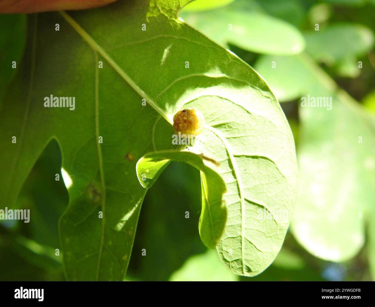 Common Spangle Gall Wasp (Neuroterus quercusbaccarum Stock Photo - Alamy