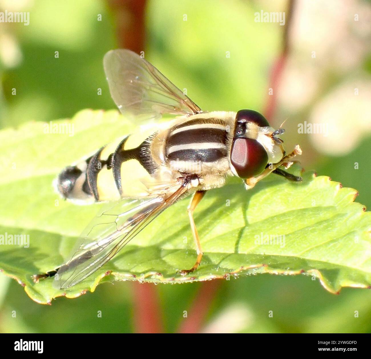 Trivittate Marsh Fly (Helophilus trivittatus Stock Photo - Alamy