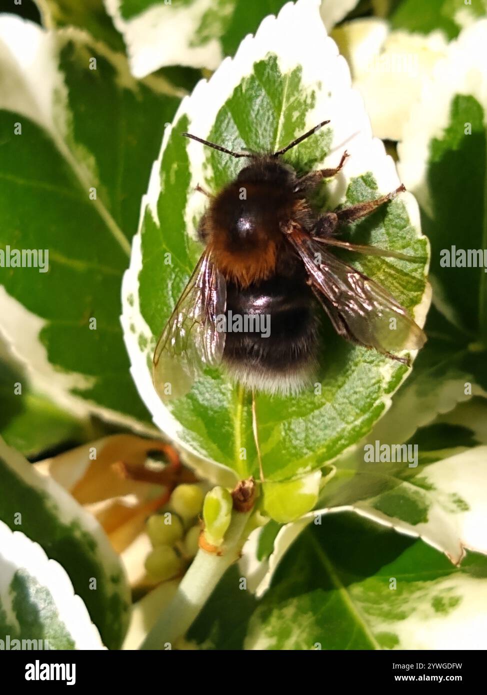 Tree Bumble Bee (Bombus hypnorum Stock Photo - Alamy