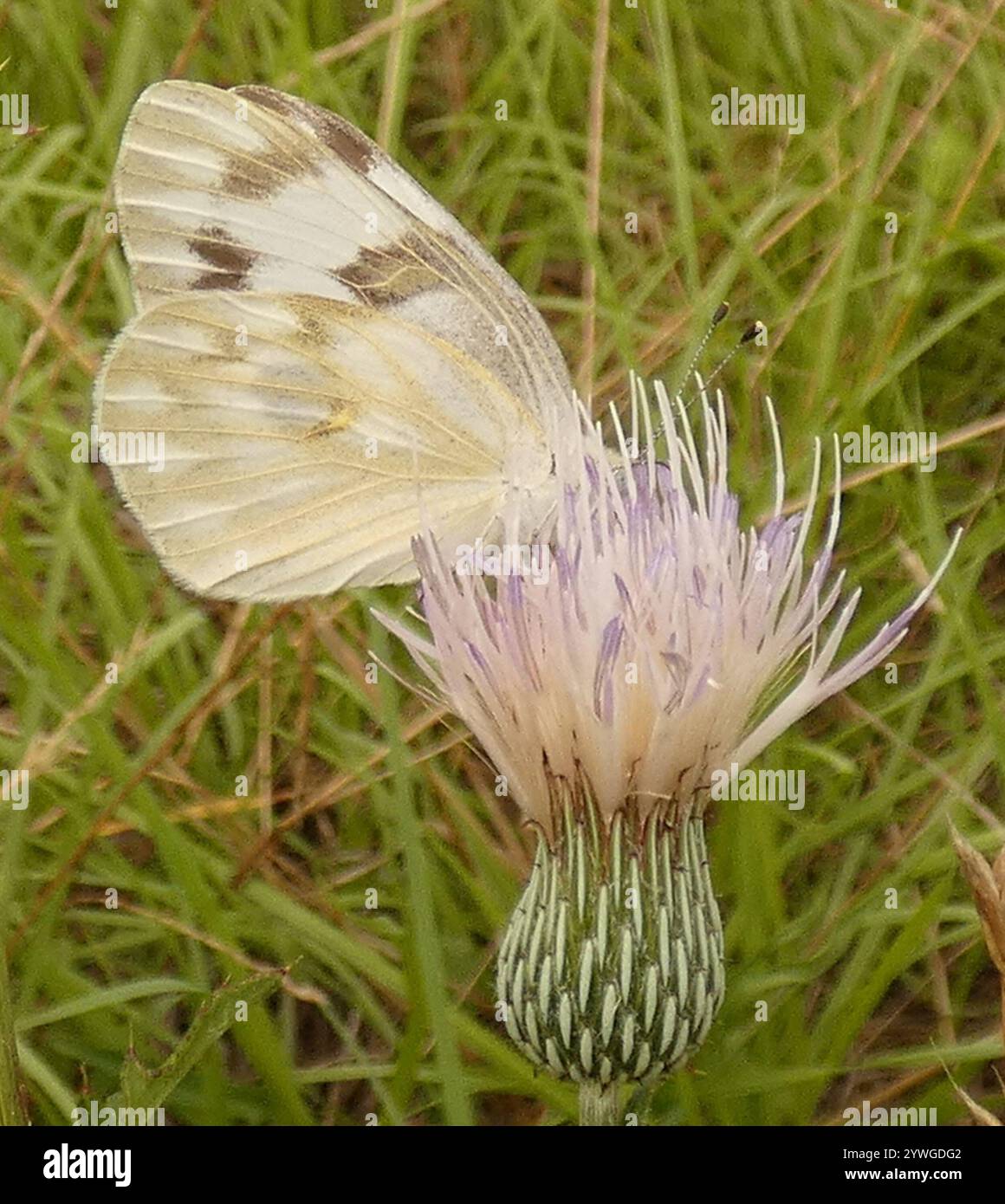Checkered White (Pontia protodice Stock Photo - Alamy
