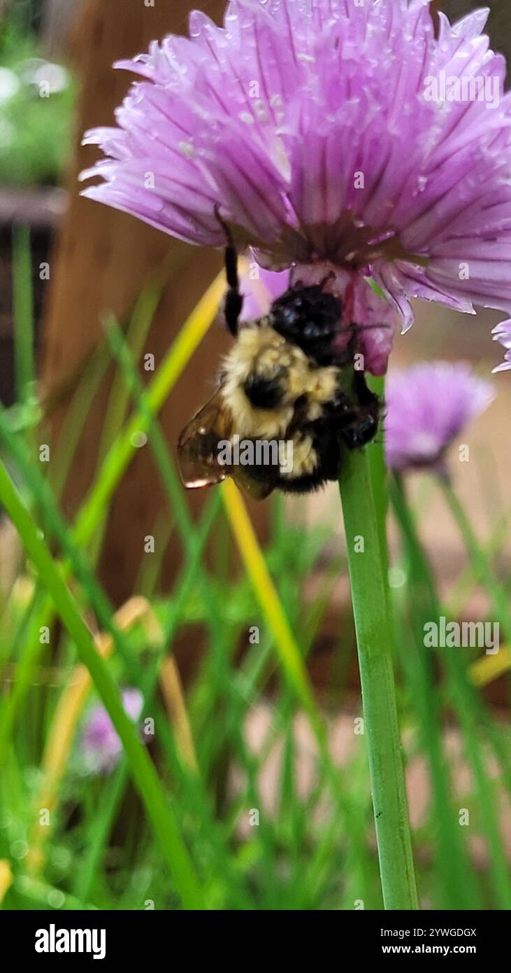 Half-black Bumble Bee (Bombus vagans Stock Photo - Alamy