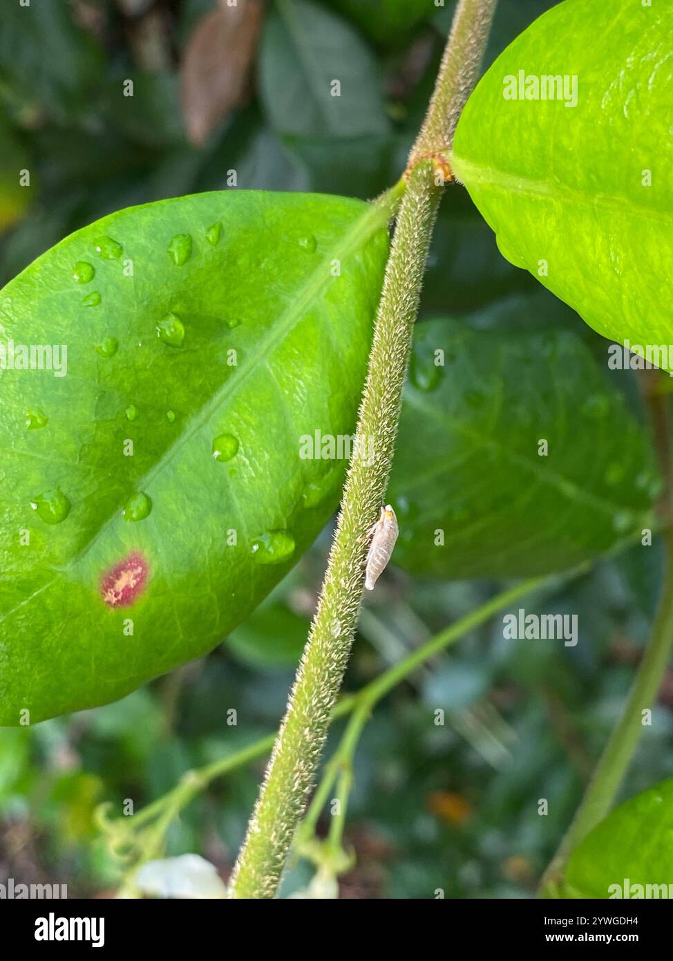 True Bugs, Hoppers, Aphids, and allies (Hemiptera Stock Photo - Alamy