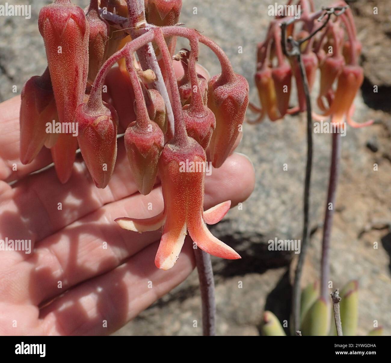 Common Pigs Ear (Cotyledon orbiculata orbiculata Stock Photo - Alamy