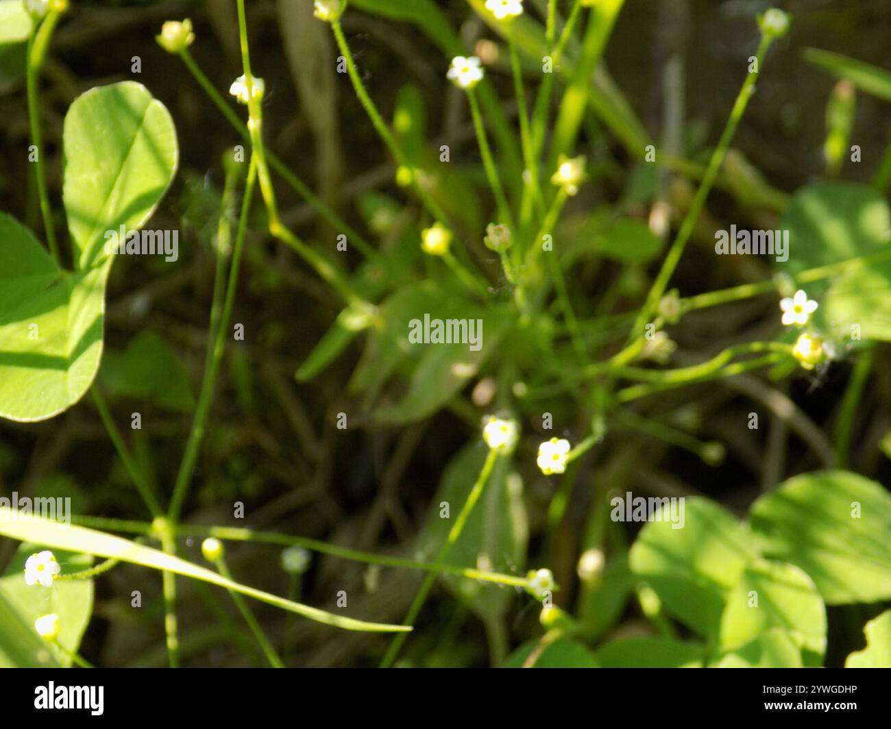 Slender stemmed androsace hi-res stock photography and images - Alamy