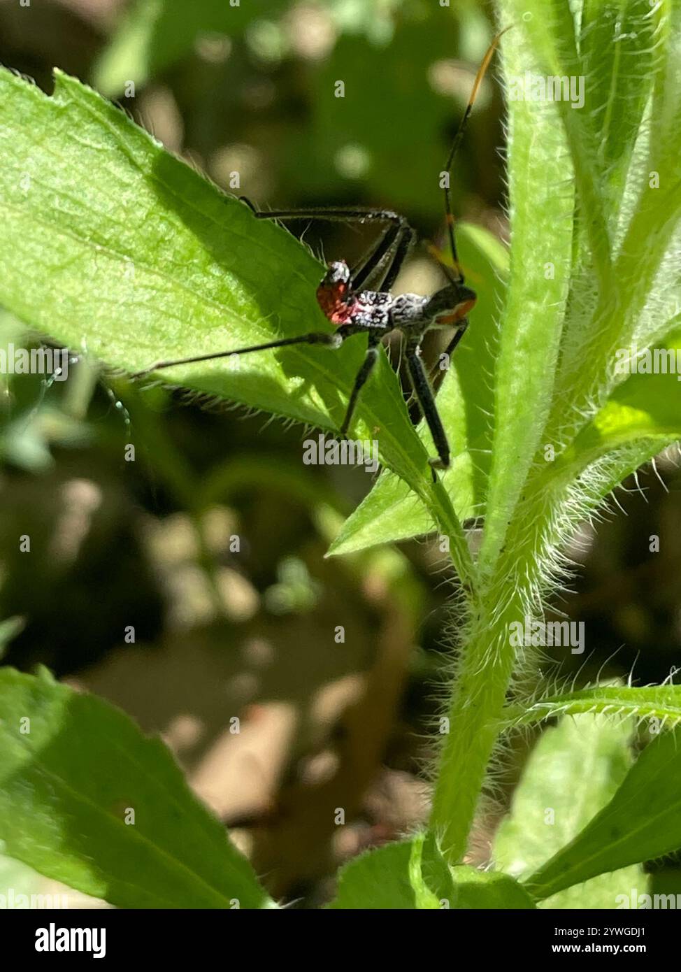 North American Wheel Bug (Arilus cristatus Stock Photo - Alamy