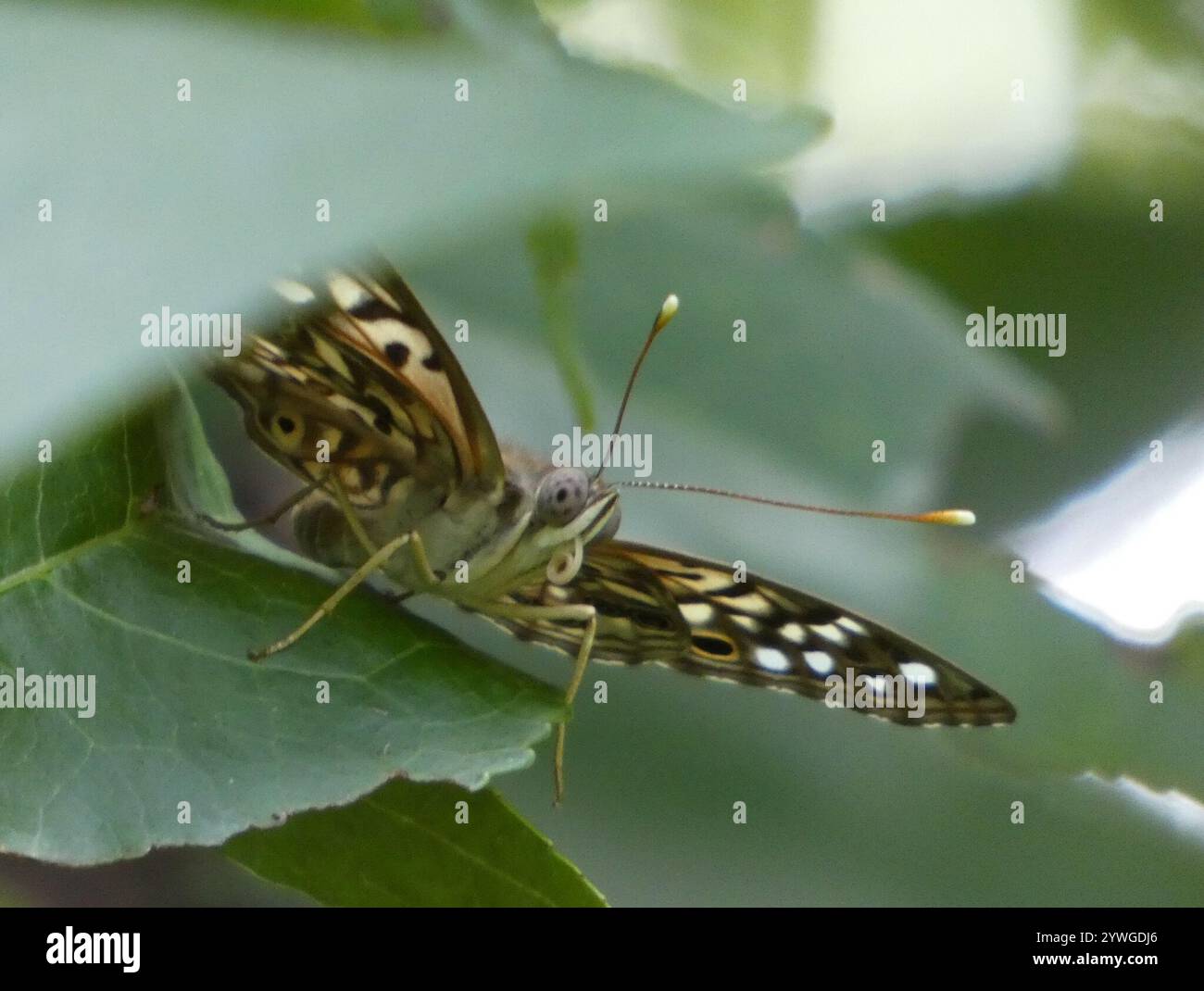 Hackberry Emperor (Asterocampa celtis Stock Photo - Alamy
