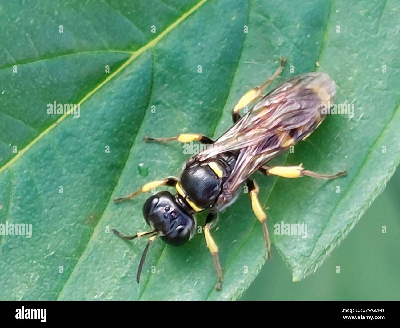 Square-headed Wasps, Sand Wasps, and Allies (Crabronidae Stock Photo ...