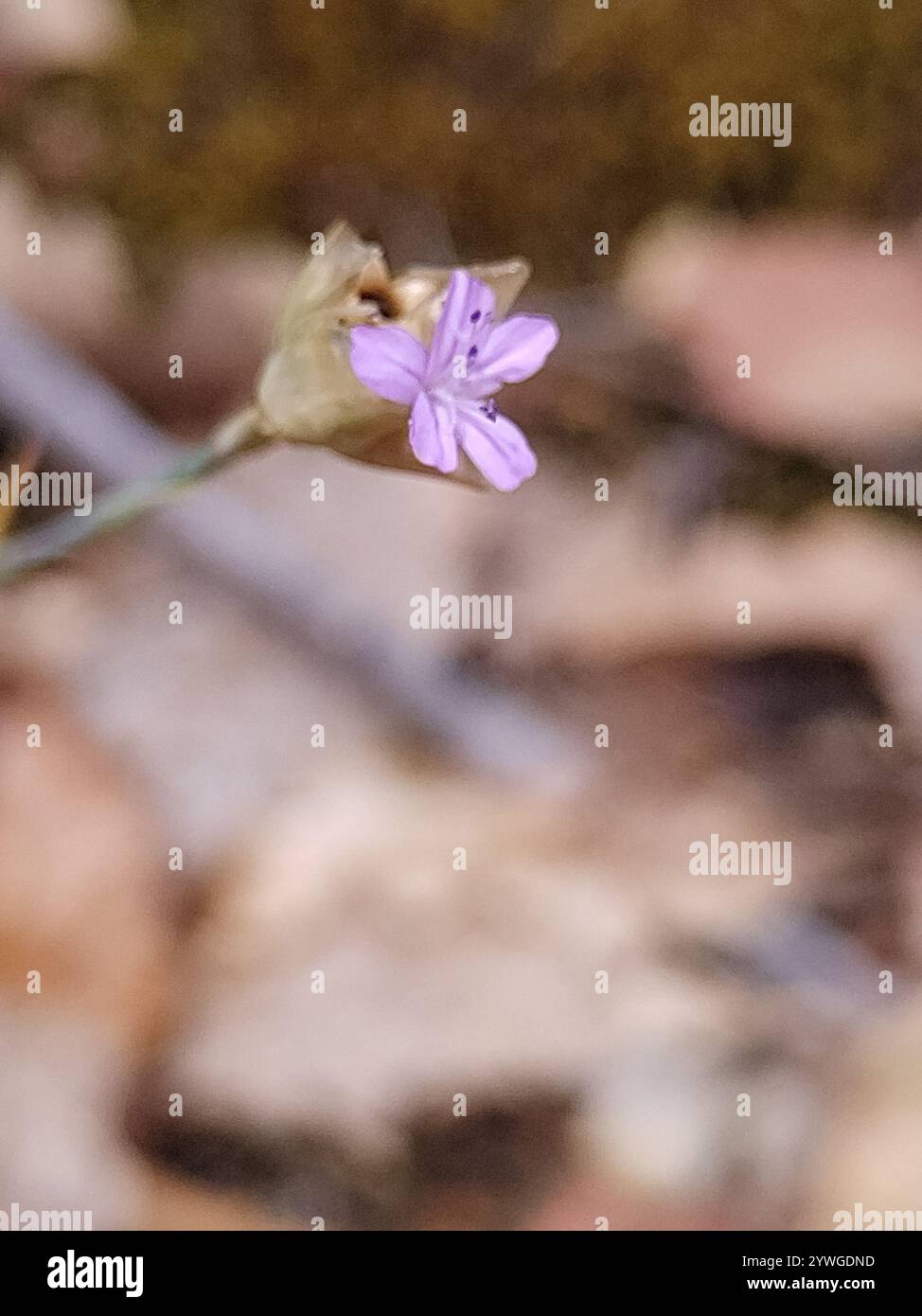 Proliferous Pink (Petrorhagia prolifera Stock Photo - Alamy