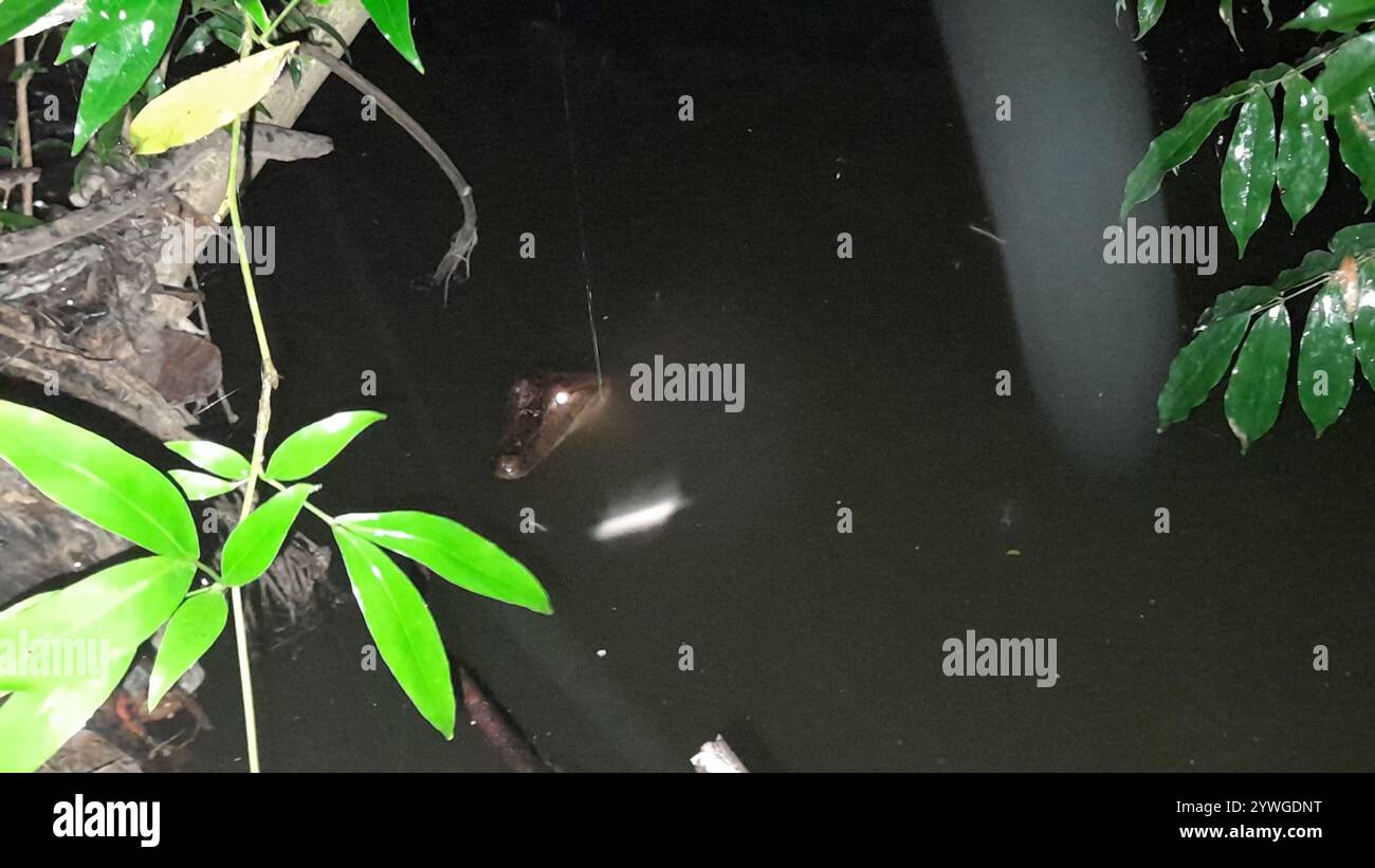 Brown Caiman (Caiman crocodilus fuscus Stock Photo - Alamy