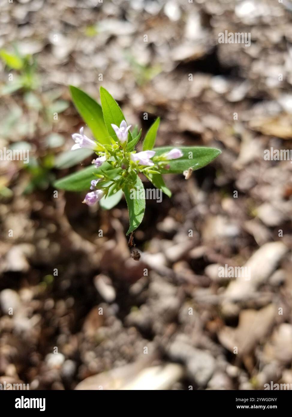 summer bluet (Houstonia purpurea Stock Photo - Alamy