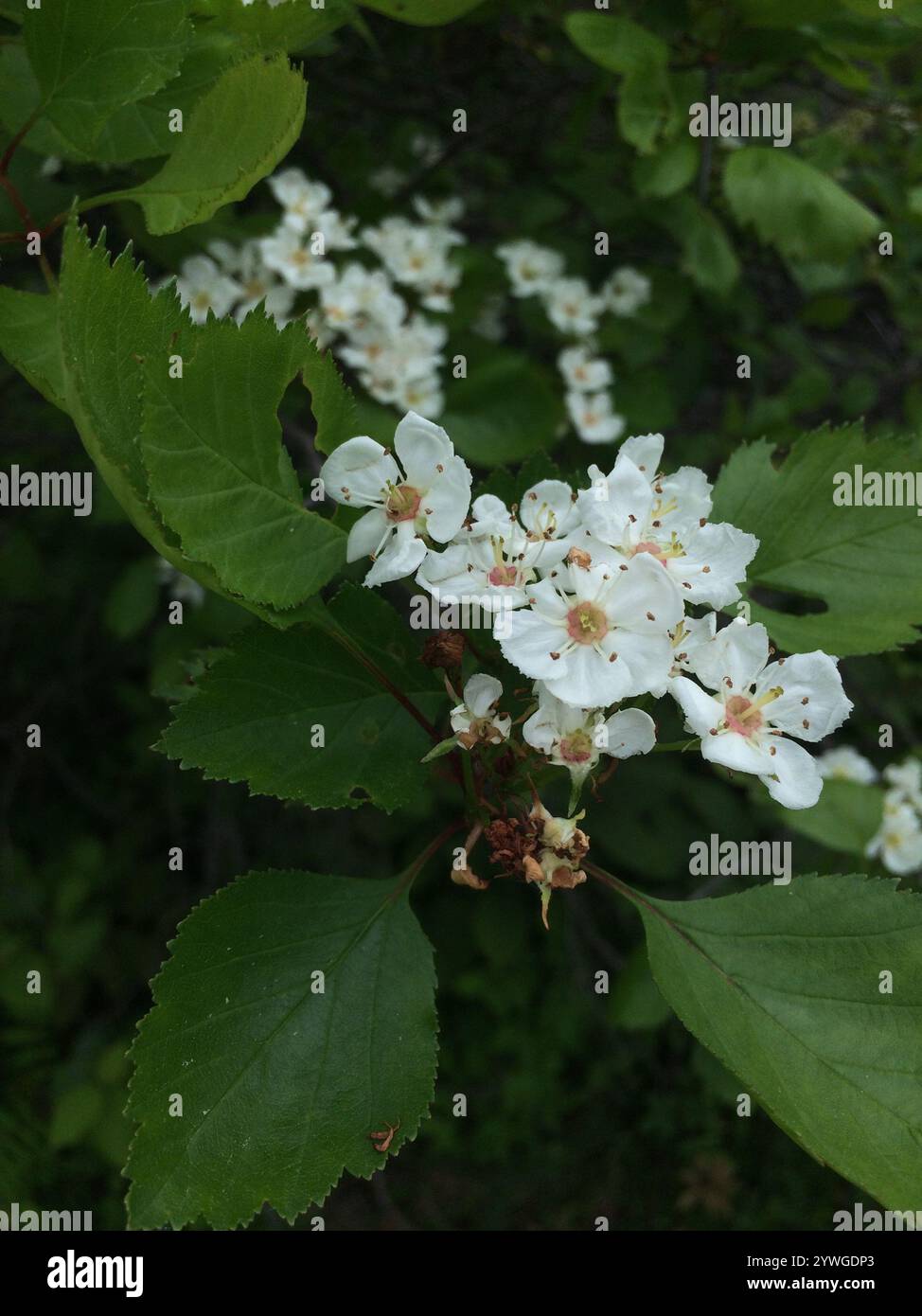 Glabrous-fruit Fireberry Hawthorn (Crataegus chrysocarpa phoeniceoides ...