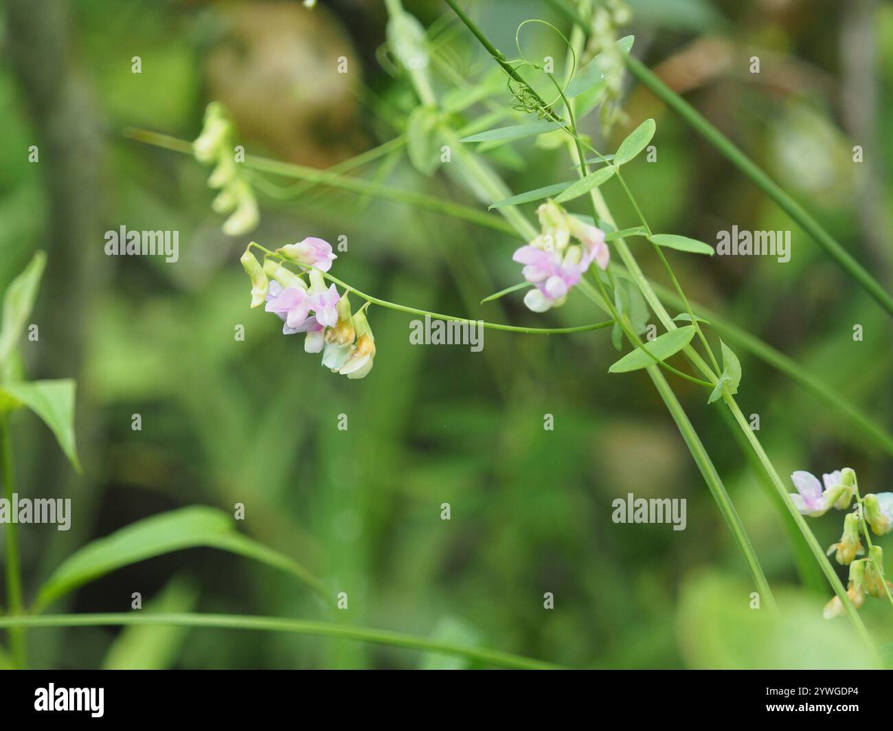 marsh pea (Lathyrus palustris Stock Photo - Alamy