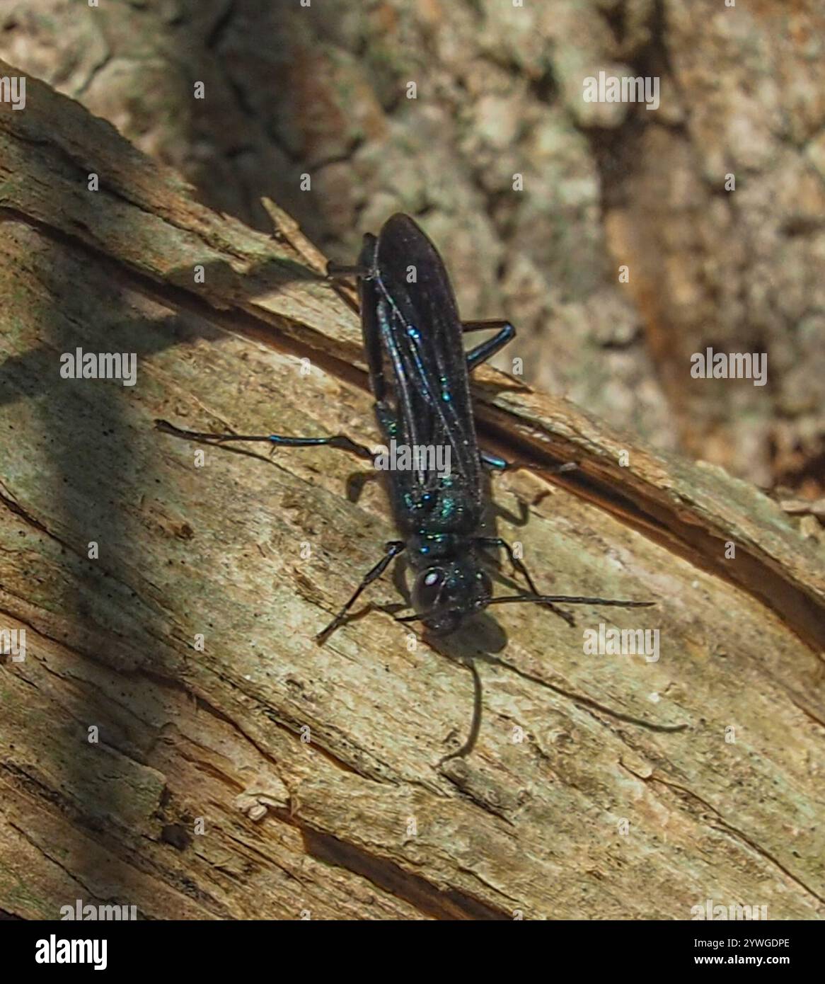 Nearctic Blue Mud-dauber Wasp (Chalybion californicum Stock Photo - Alamy