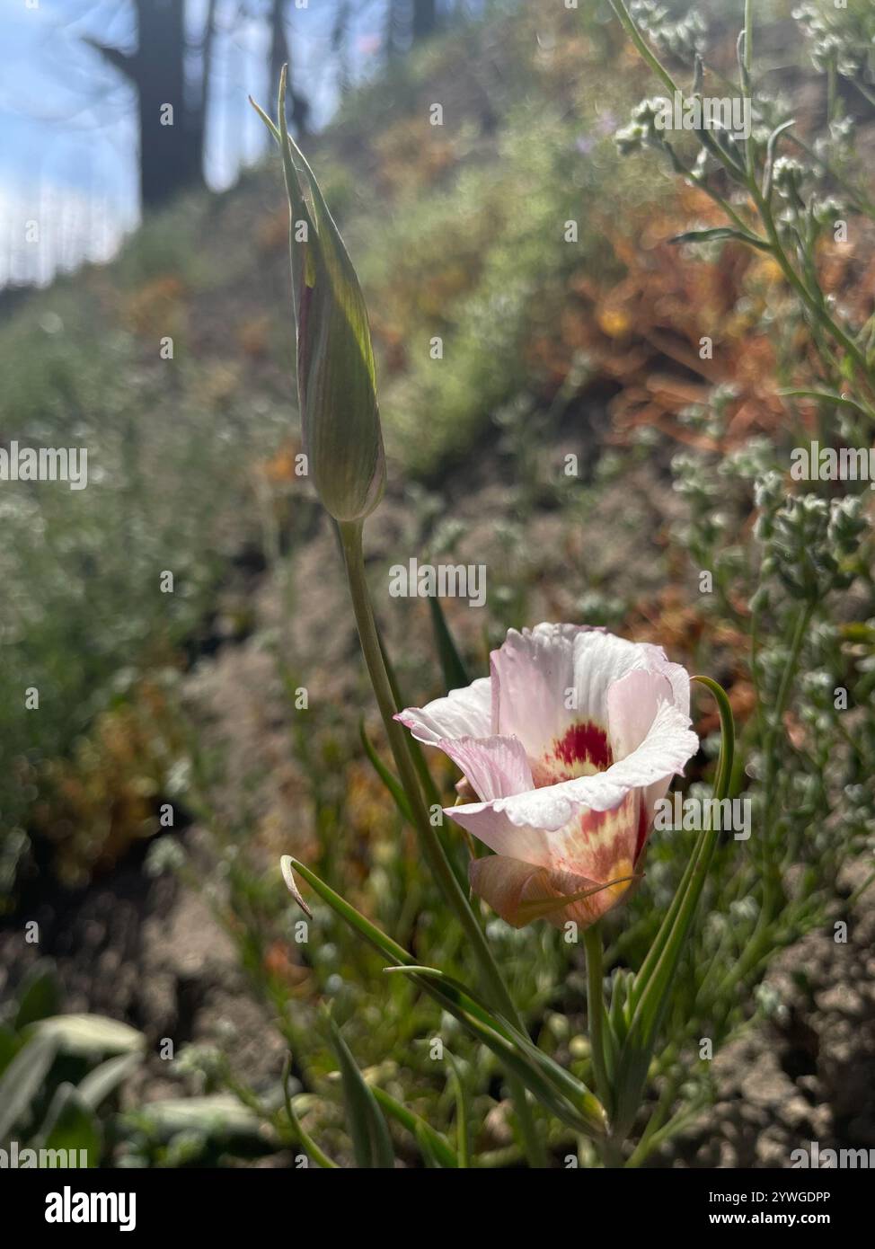 Butterfly Mariposa Lily (Calochortus venustus Stock Photo - Alamy