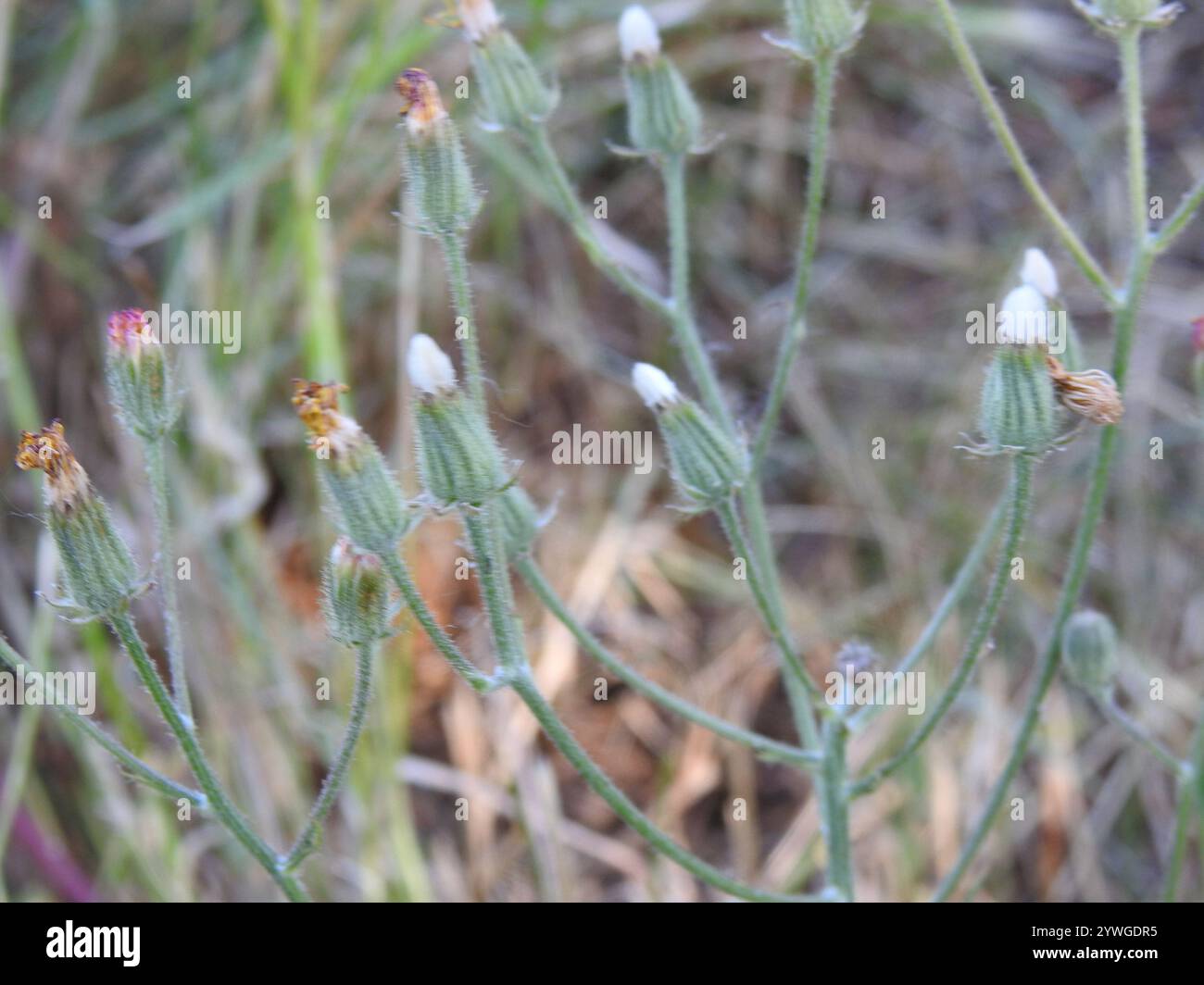 Beaked Hawksbeard (Crepis vesicaria Stock Photo - Alamy