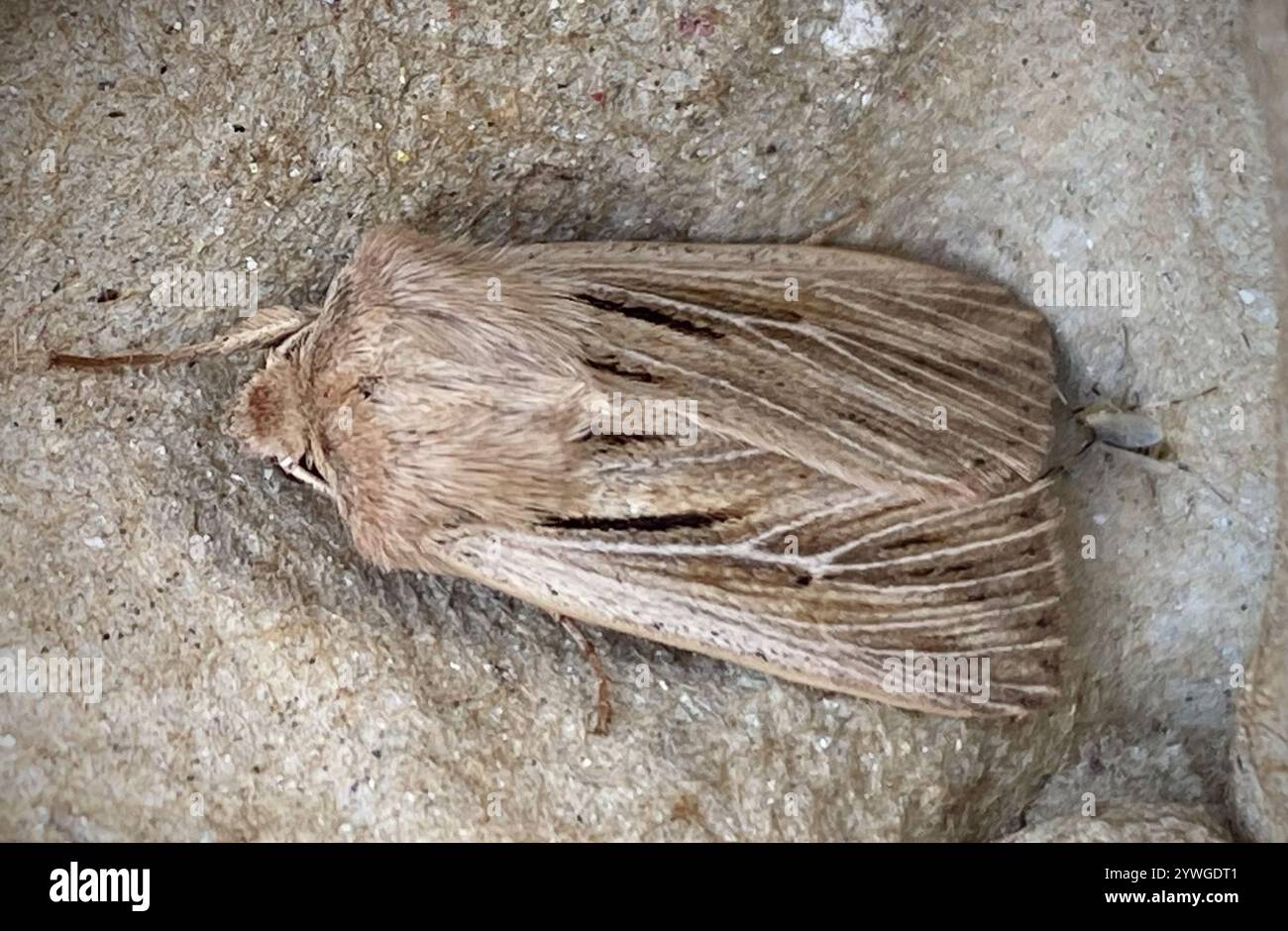 Shoulder-striped Wainscot (Leucania comma Stock Photo - Alamy