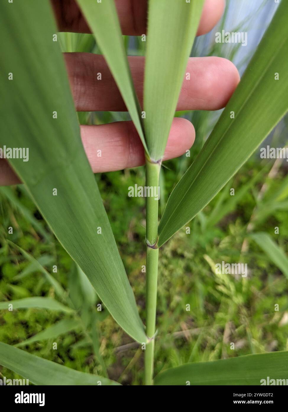 European reed (Phragmites australis australis Stock Photo - Alamy