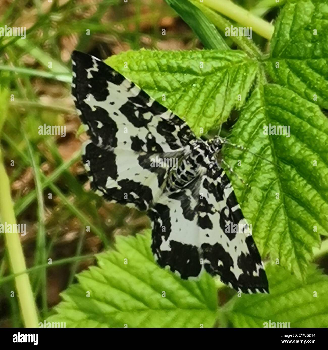 Spear-marked Black Moth (Rheumaptera hastata Stock Photo - Alamy
