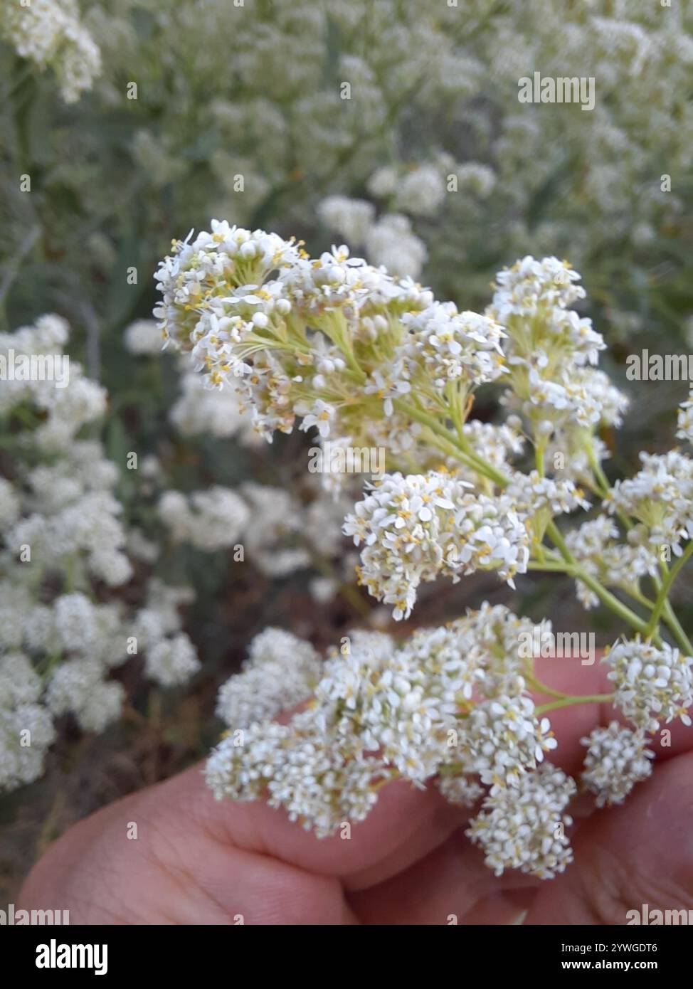 broadleaved pepperweed (Lepidium latifolium Stock Photo - Alamy