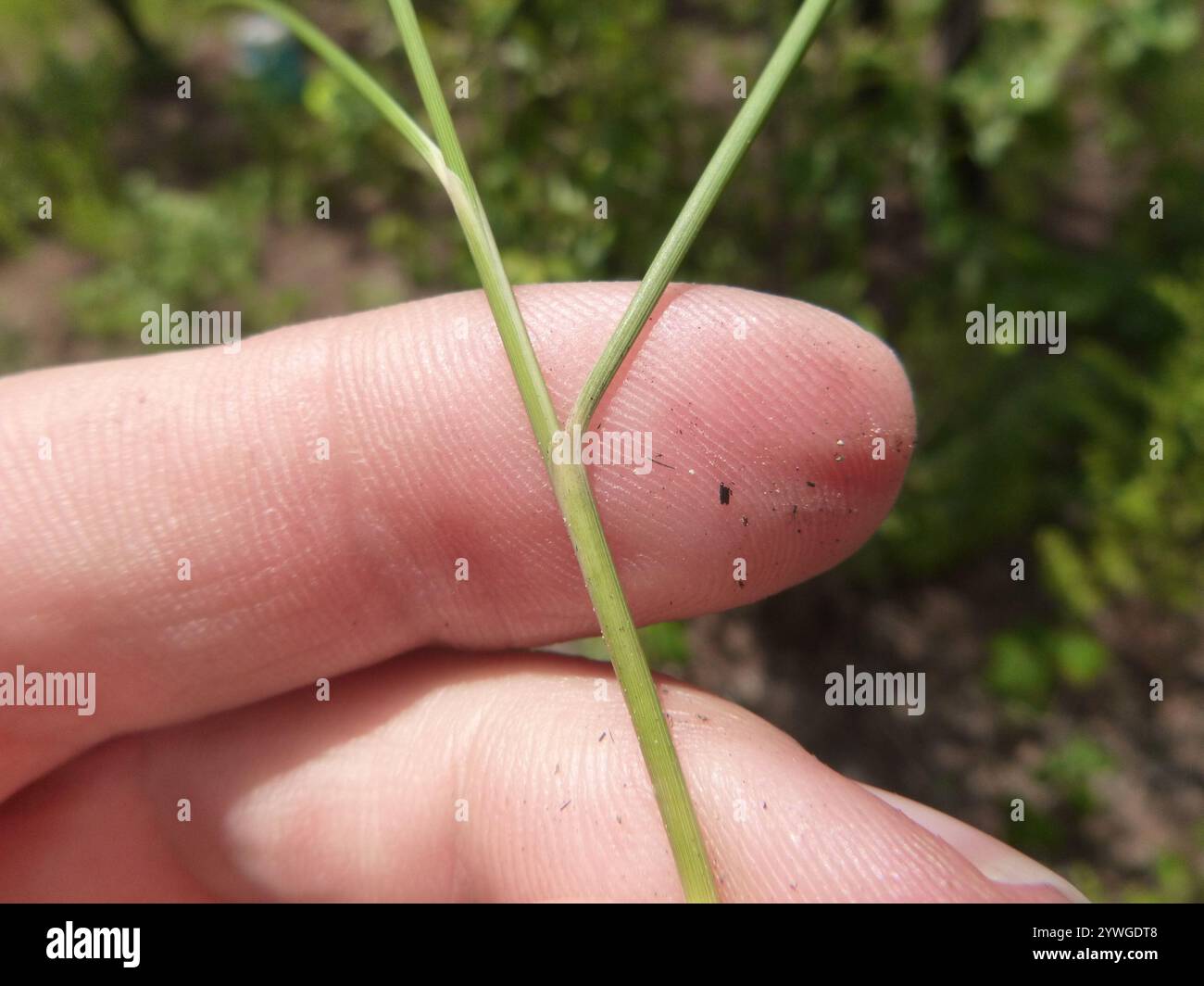 Hairawn Muhly (Muhlenbergia capillaris Stock Photo - Alamy