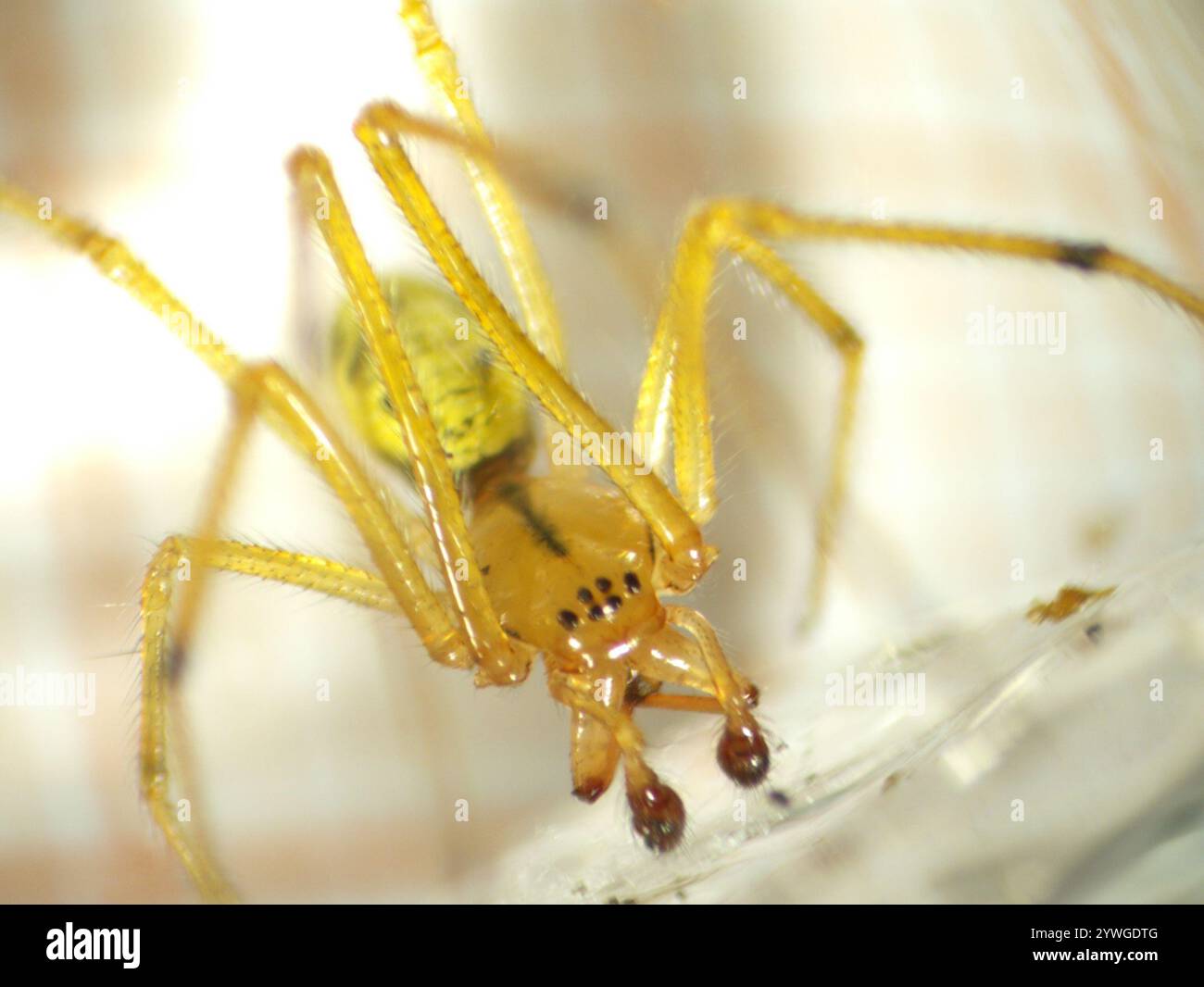 Candy-striped Spider complex (Enoplognatha ovata Stock Photo - Alamy