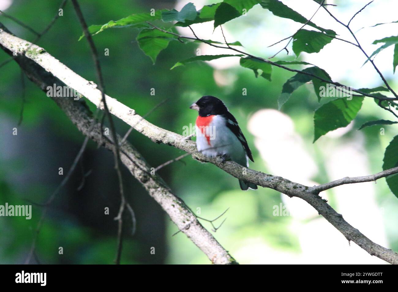 Rose-breasted Grosbeak (Pheucticus ludovicianus Stock Photo - Alamy