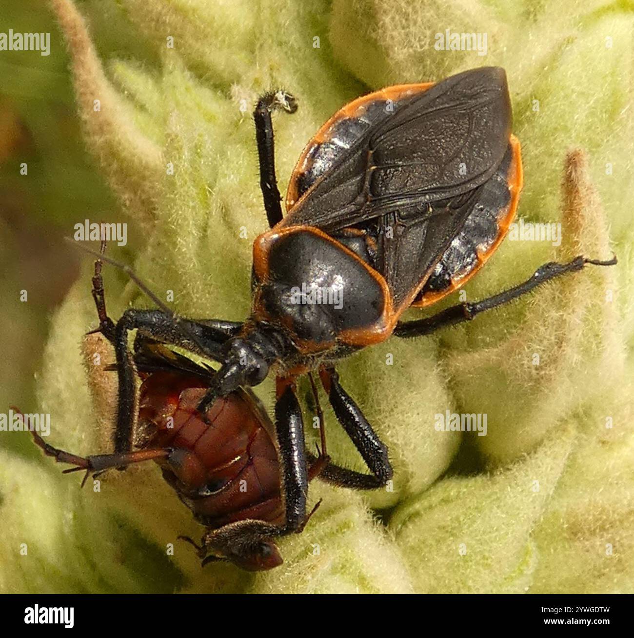 Eastern Bee Assassin (Apiomerus crassipes Stock Photo - Alamy