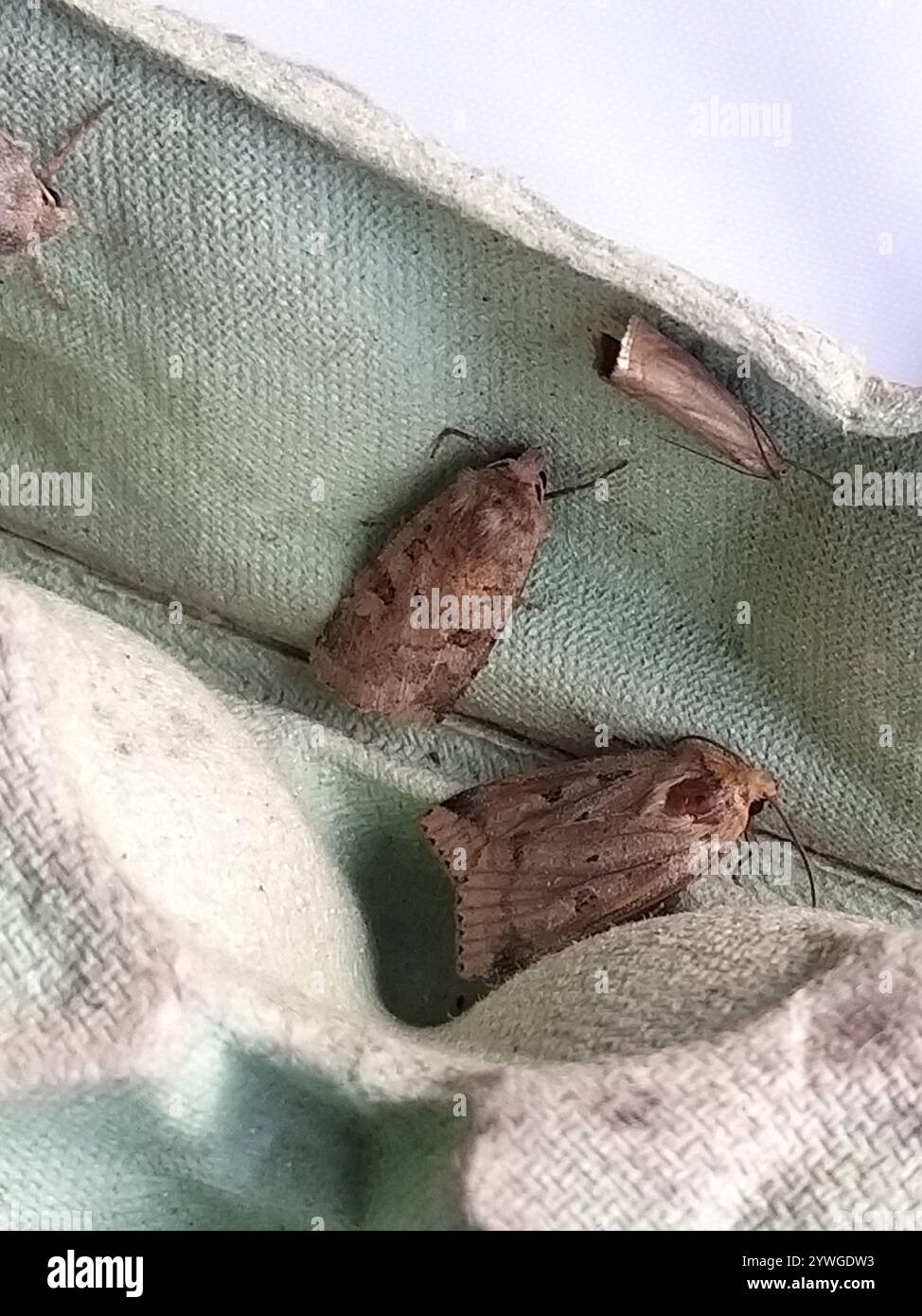 Diarsia mendica diarsia mendica hi-res stock photography and images - Alamy