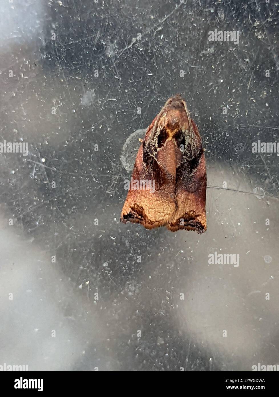 Large Fruit-tree Tortrix (Archips podana Stock Photo - Alamy