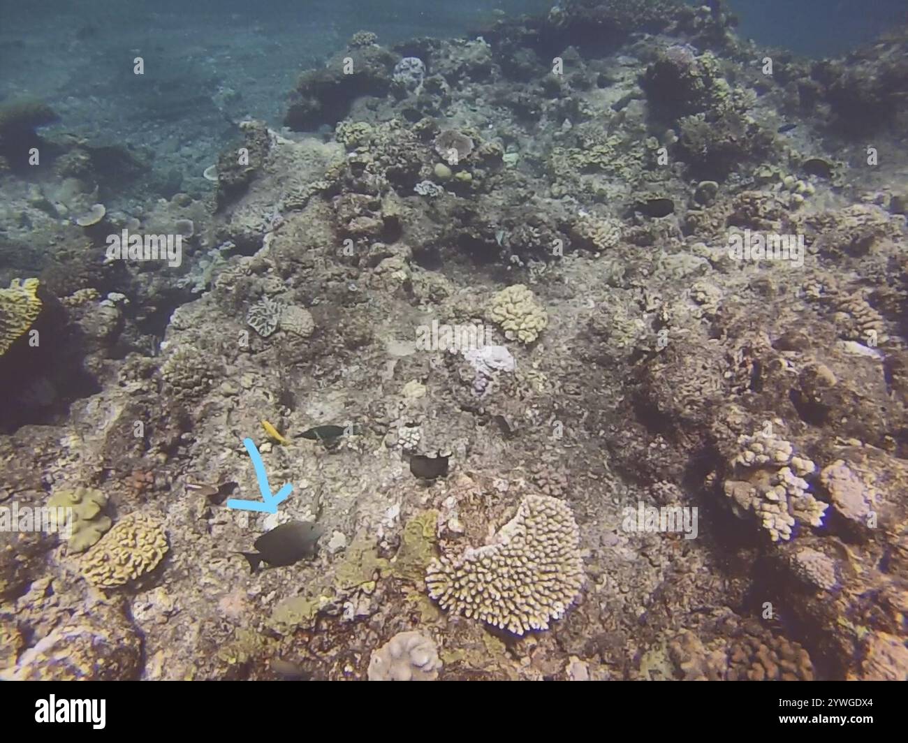 Surgeonfishes, Tangs, and Unicornfishes (Acanthuridae Stock Photo - Alamy