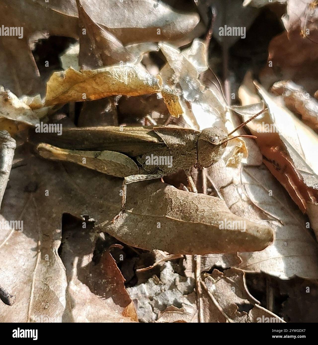 Green-striped Grasshopper (Chortophaga viridifasciata Stock Photo - Alamy