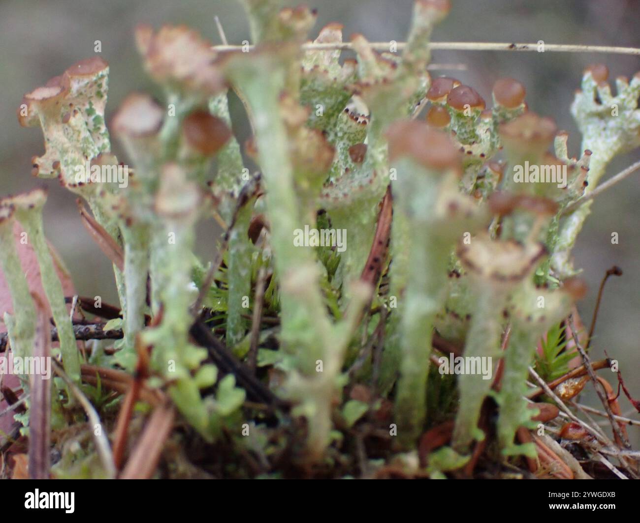 Ladder Lichen (Cladonia verticillata Stock Photo - Alamy