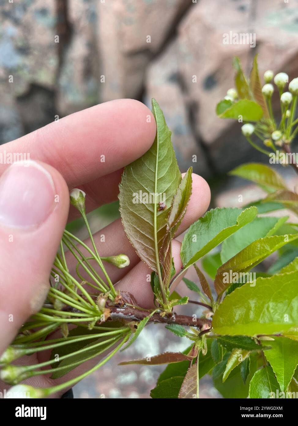 fire cherry (Prunus pensylvanica Stock Photo - Alamy
