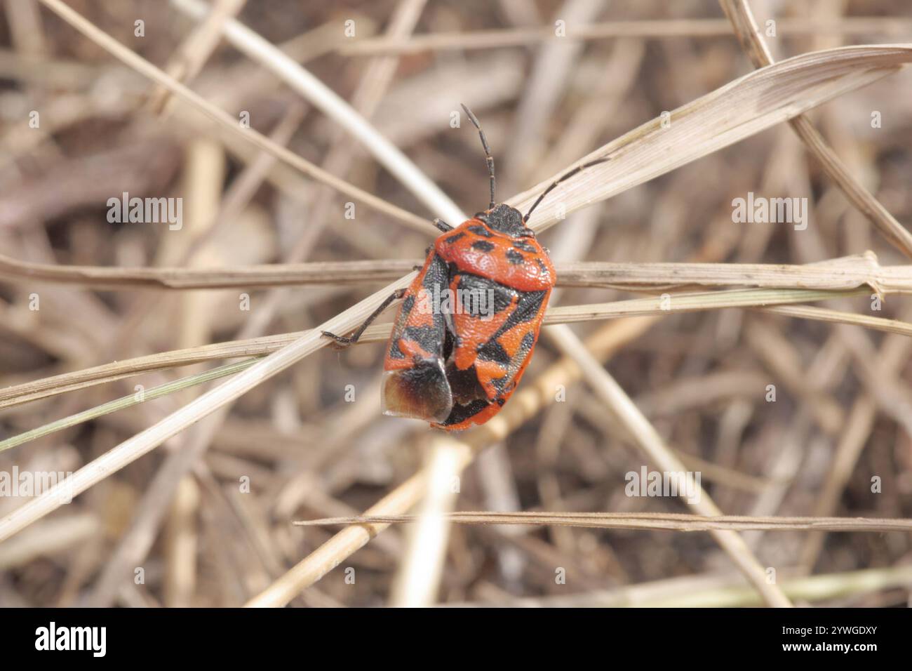 red cabbage bug (Eurydema ornata Stock Photo - Alamy