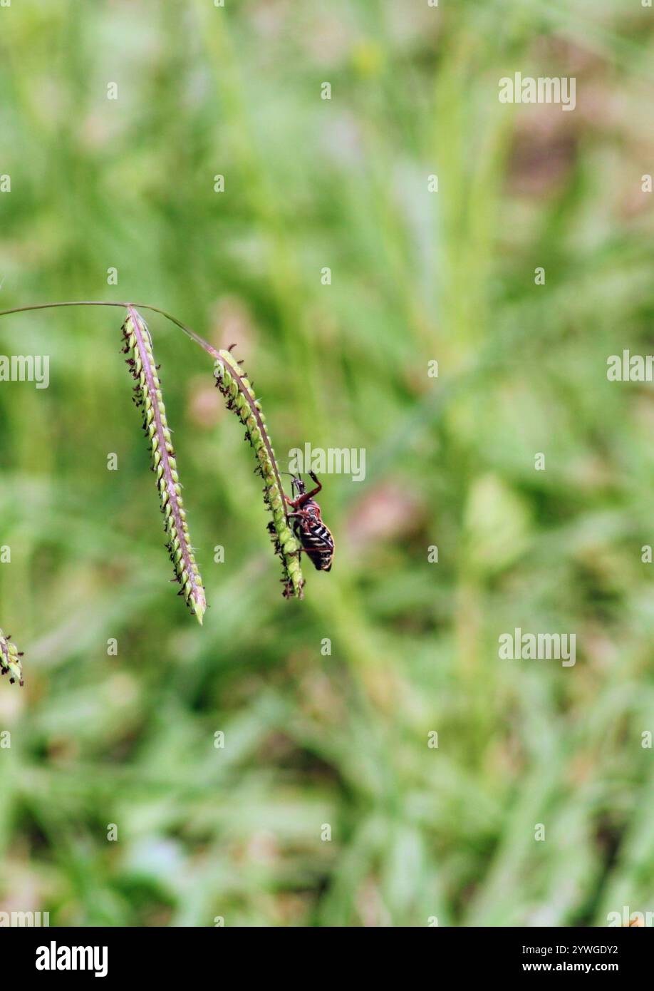 Plains Bee Assassin (Apiomerus spissipes Stock Photo - Alamy