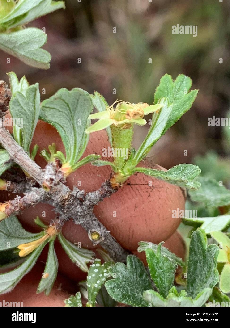 Antelope Bitterbrush (Purshia tridentata Stock Photo - Alamy
