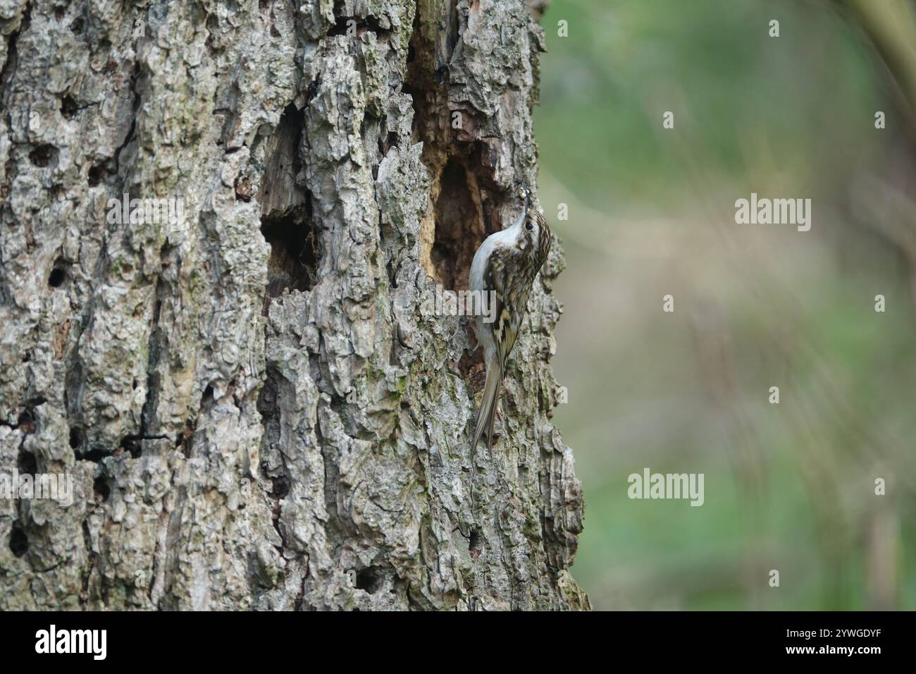 Eurasian treecreeper (Certhia familiaris) returning to nest which is ...
