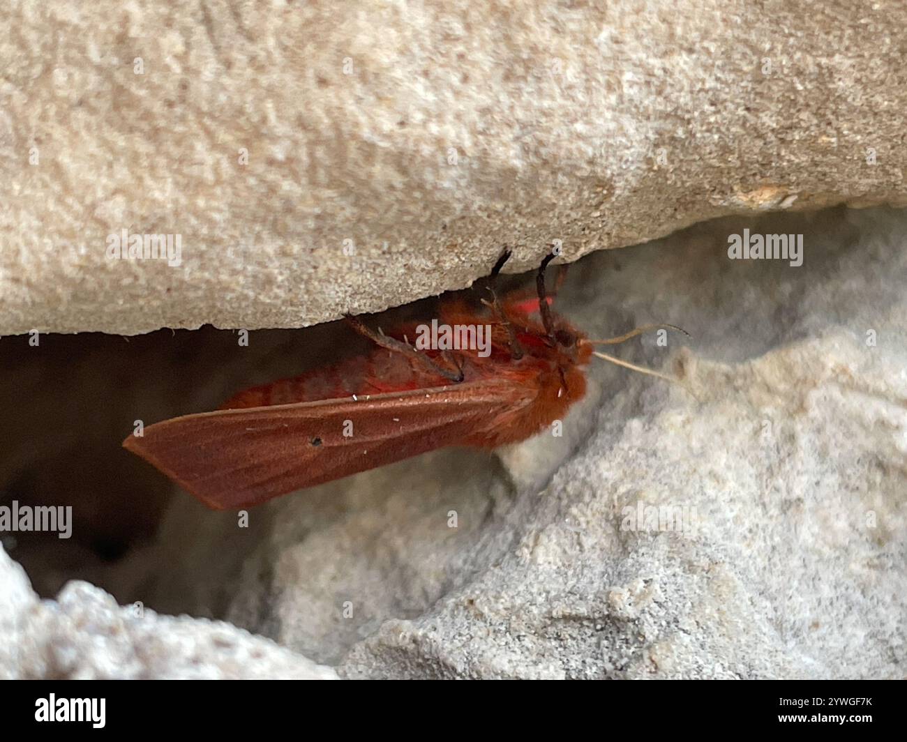 Ruby Tiger Moth (Phragmatobia fuliginosa Stock Photo - Alamy